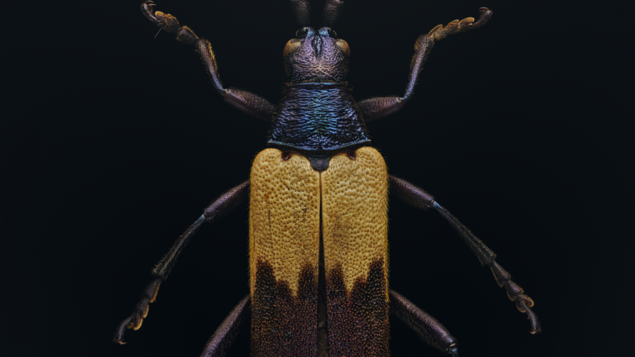 Desmocerus palliates | Extinct & Endangered