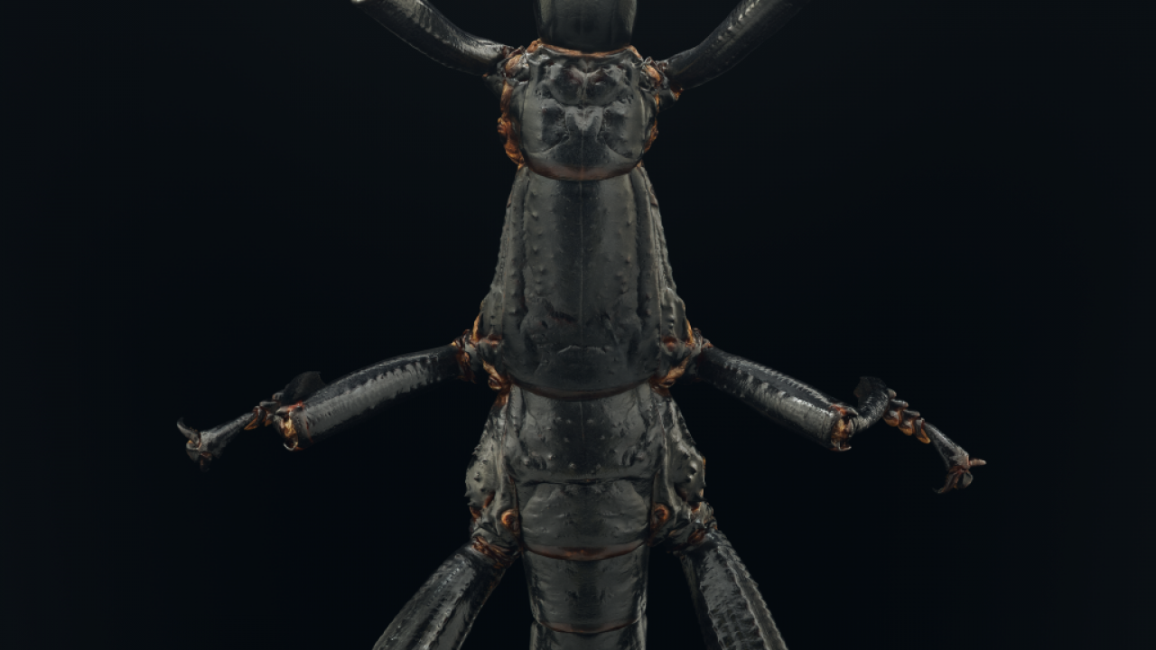 Dryococelus australis | Extinct & Endangered