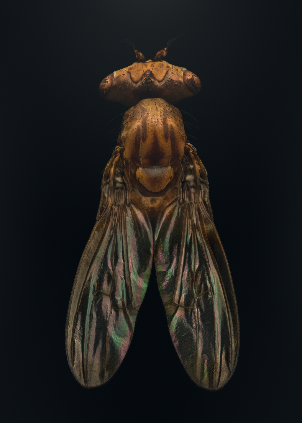 Insects in Peril Gallery | Extinct & Endangered