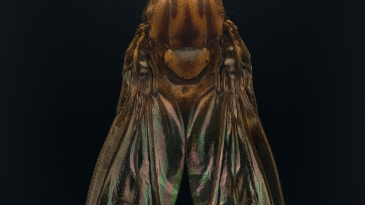 Drosophila heteroneura | Extinct & Endangered