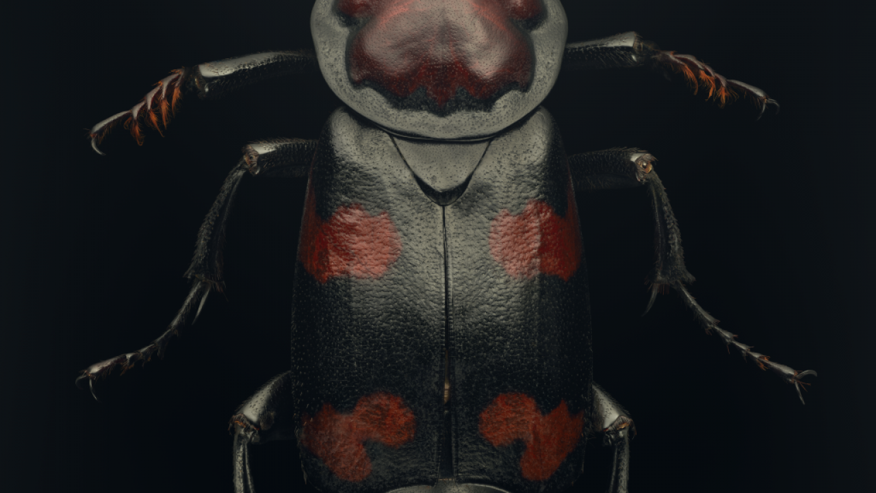 Nicrophorus americanus | Extinct & Endangered