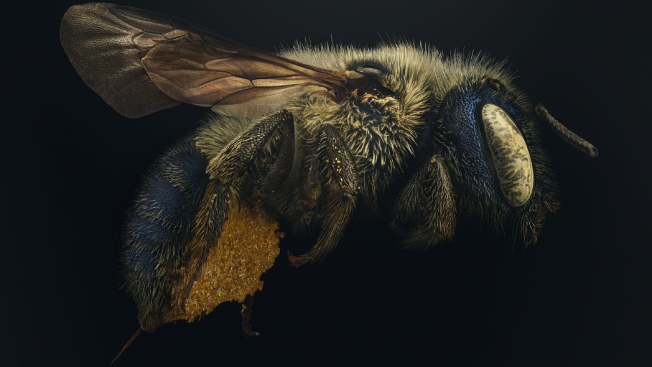 Osmia calaminthae | Extinct & Endangered